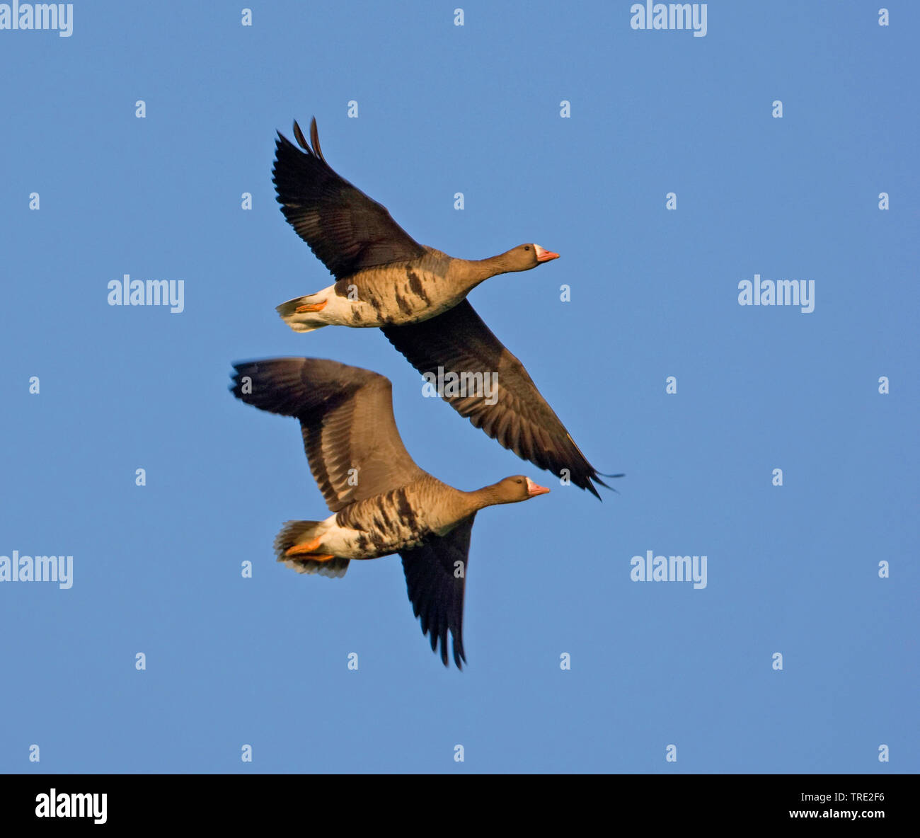 white-fronted goose (Anser albifrons), two white-fronted geese in ...