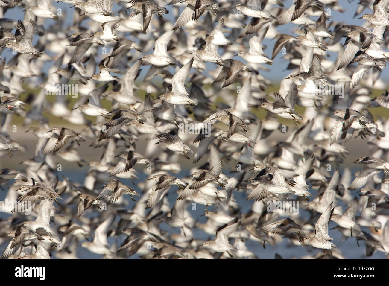 red knot (Calidris canutus), flock in flight, Netherlands, Terschelling ...