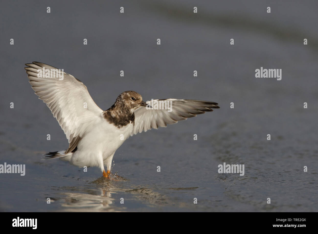 ruddy turnstone (Arenaria interpres), juvenile landing, Netherlands ...