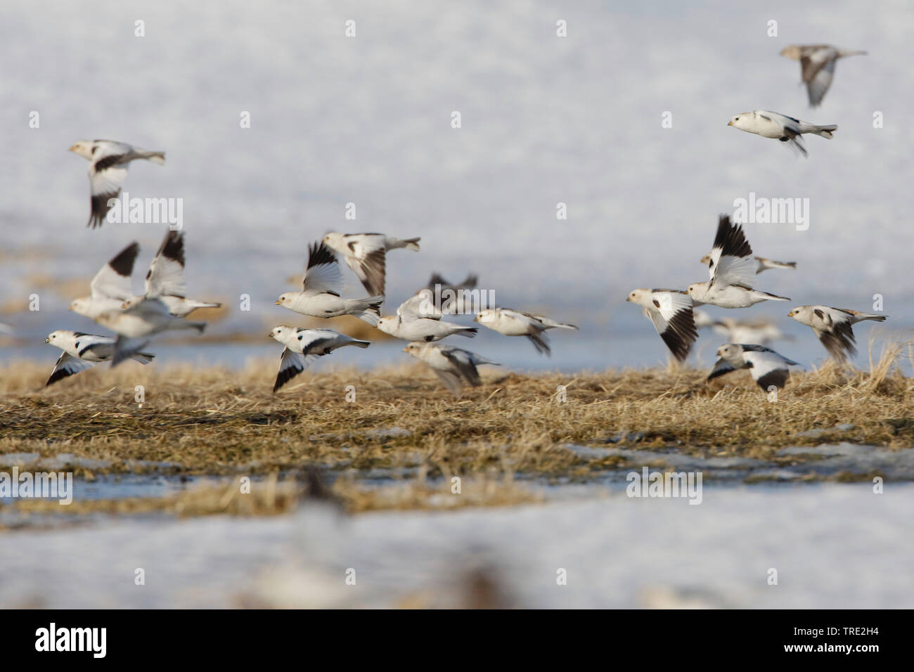 Snow bunting in flight bird hi-res stock photography and images - Alamy