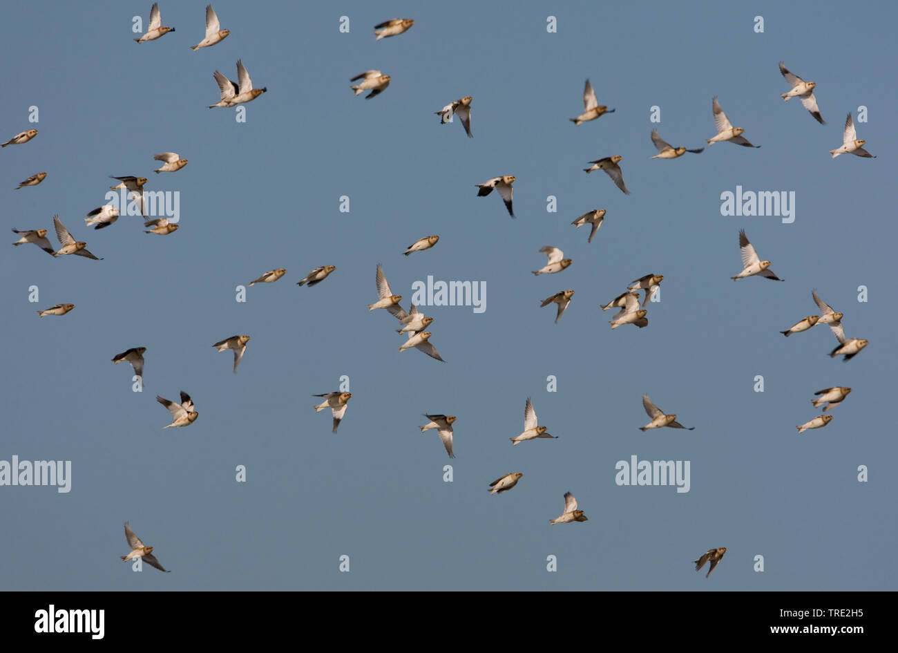 snow bunting (Plectrophenax nivalis), flying group, Netherlands ...
