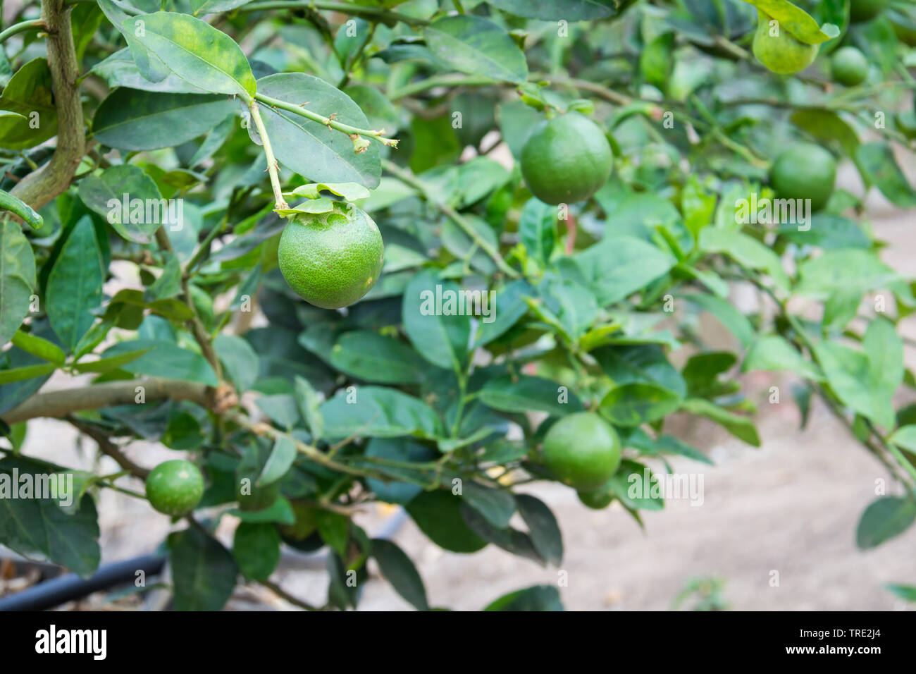 Imes High Resolution Stock Photography and Images - Alamy