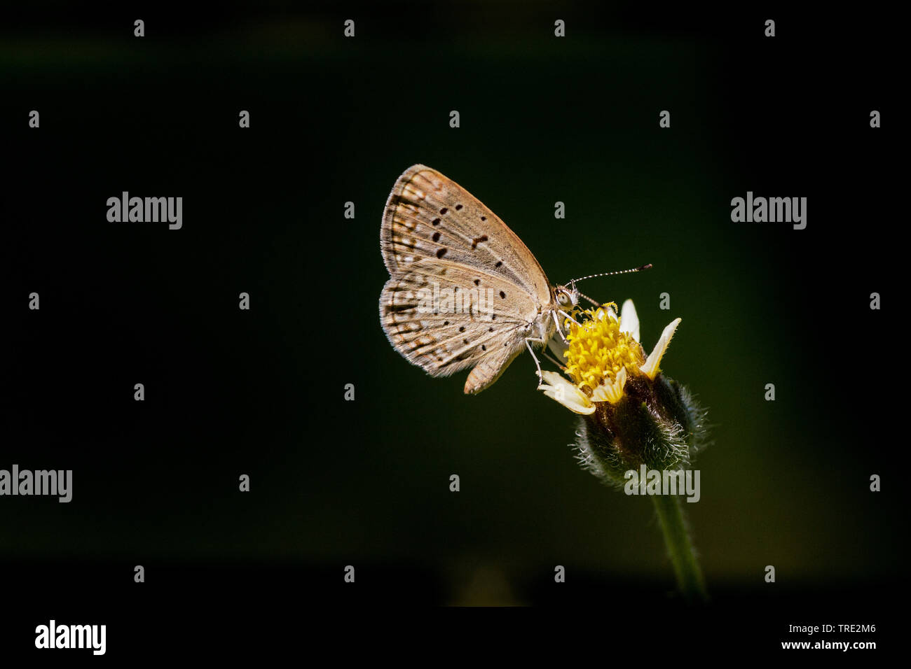 African grass blue hi-res stock photography and images - Alamy