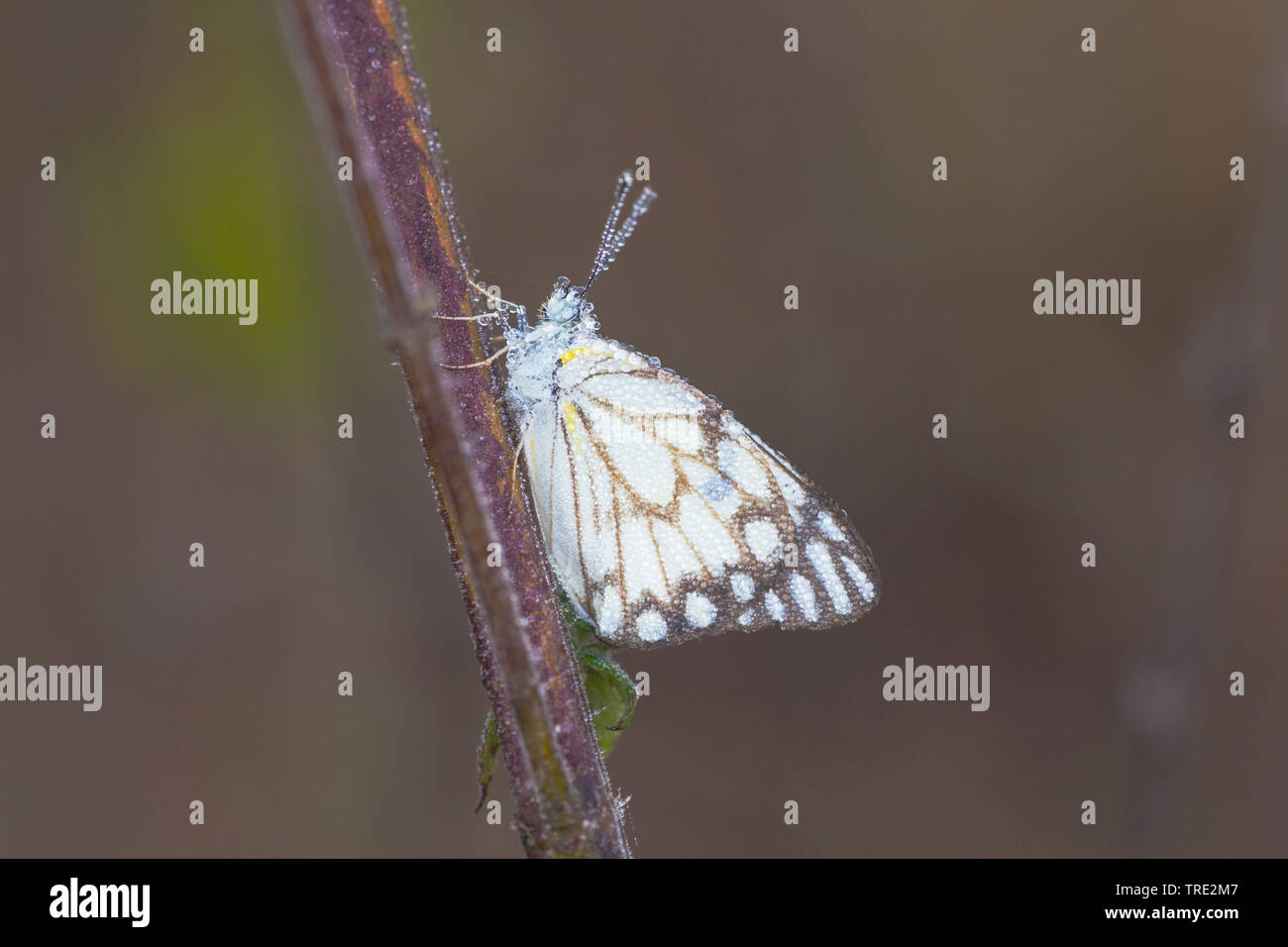 pioneer, pioneer white, caper white, African caper white, brown-veined ...