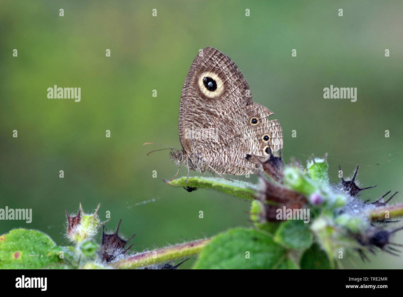 Ypthima (Ypthima spec.), lateral view, Gambia, Western Division WD ...