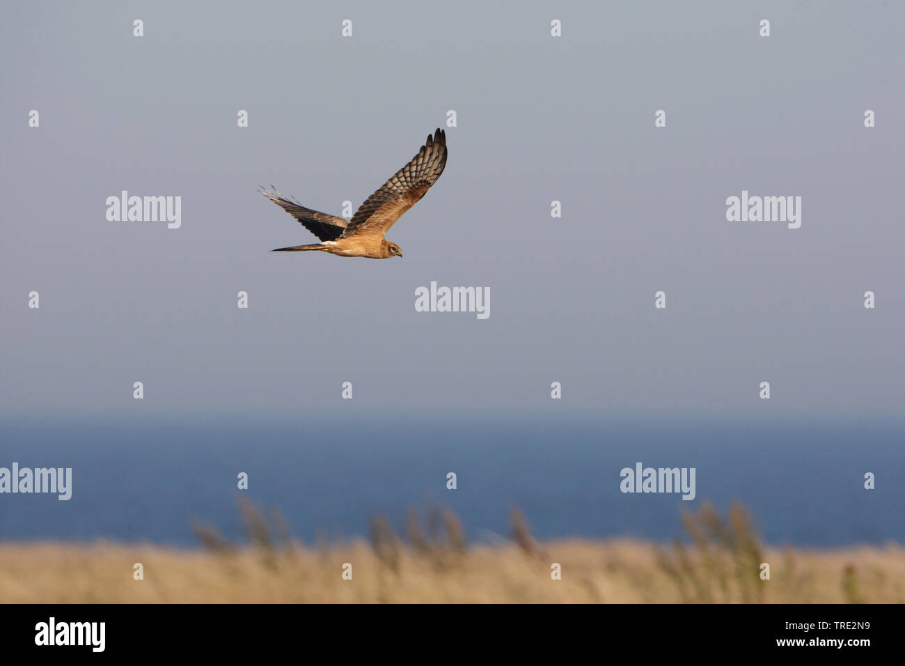 montague's harrier (Circus pygargus), hunting, Sweden, Oeland Stock ...