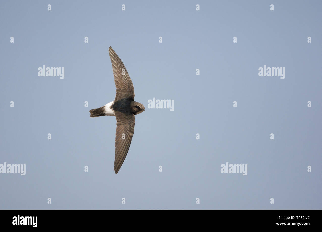 House swift (Apus affinis), in flight, Gambia Stock Photo - Alamy