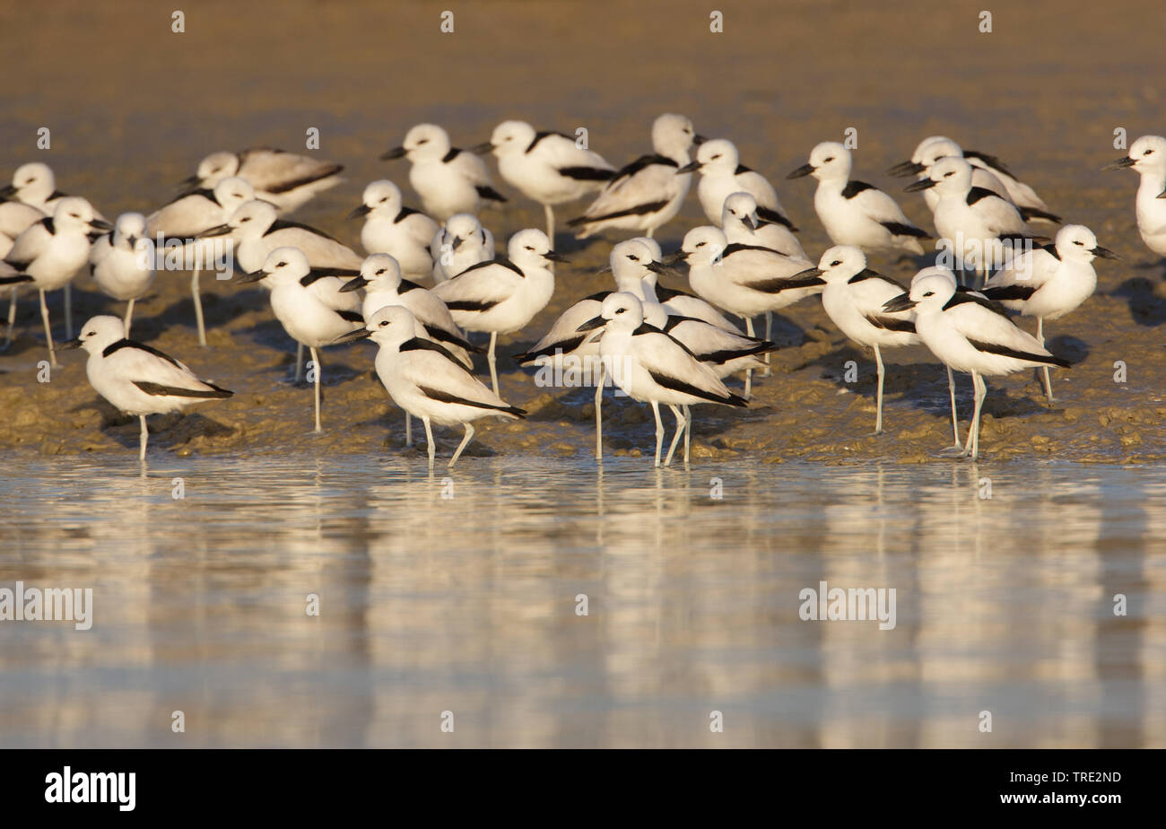 crab plover (Dromas ardeola), group on the beach, Iran Stock Photo - Alamy