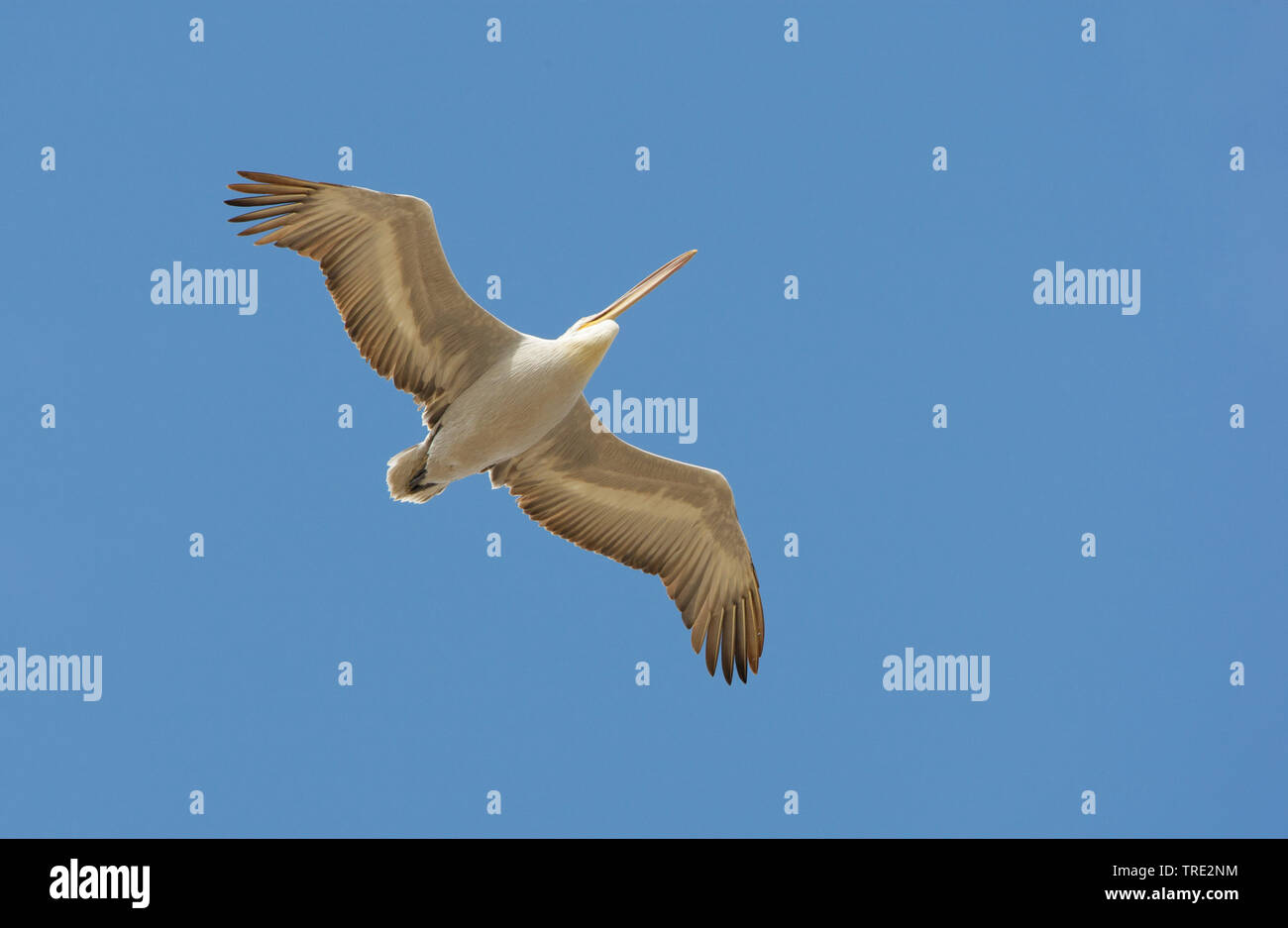 Pelican volando hi-res stock photography and images - Alamy