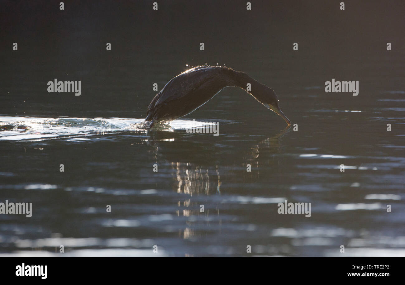 shag (Phalacrocorax aristotelis), diving, Netherlands, Terschelling ...