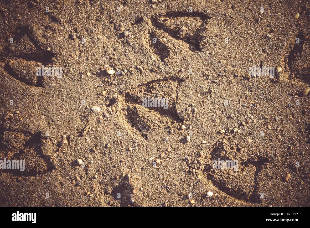 Goose Tracks High Resolution Stock Photography and Images - Alamy