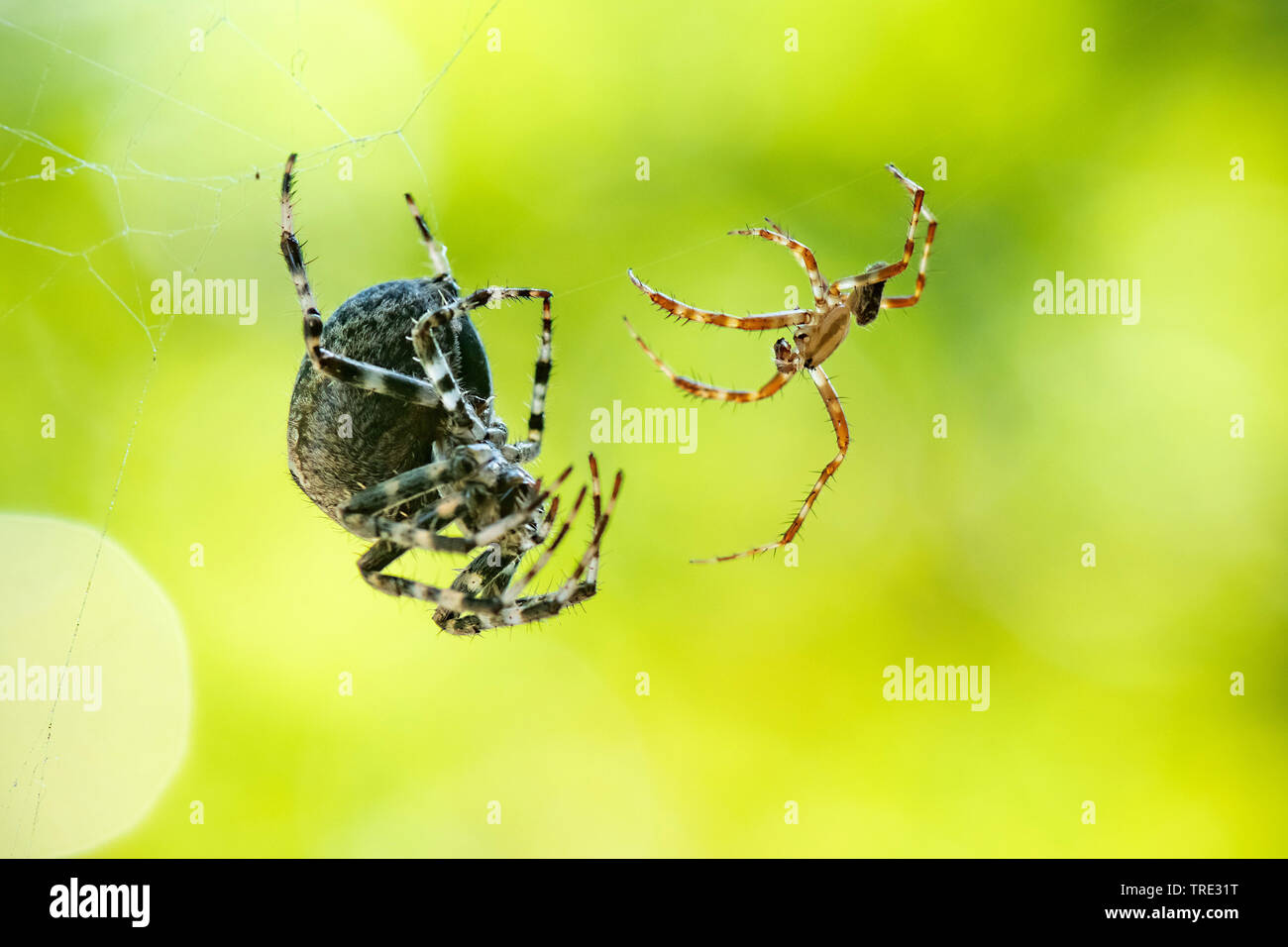 cross orbweaver, European garden spider, cross spider (Araneus ...