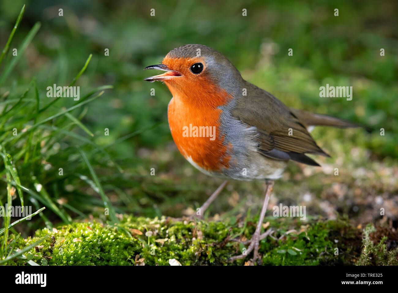 European robin (Erithacus rubecula), perches on moss and drinking, side ...