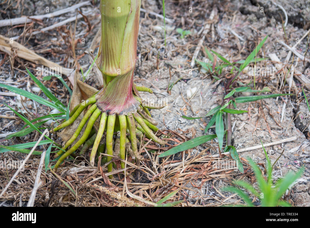 Corn plant roots hi-res stock photography and images - Alamy