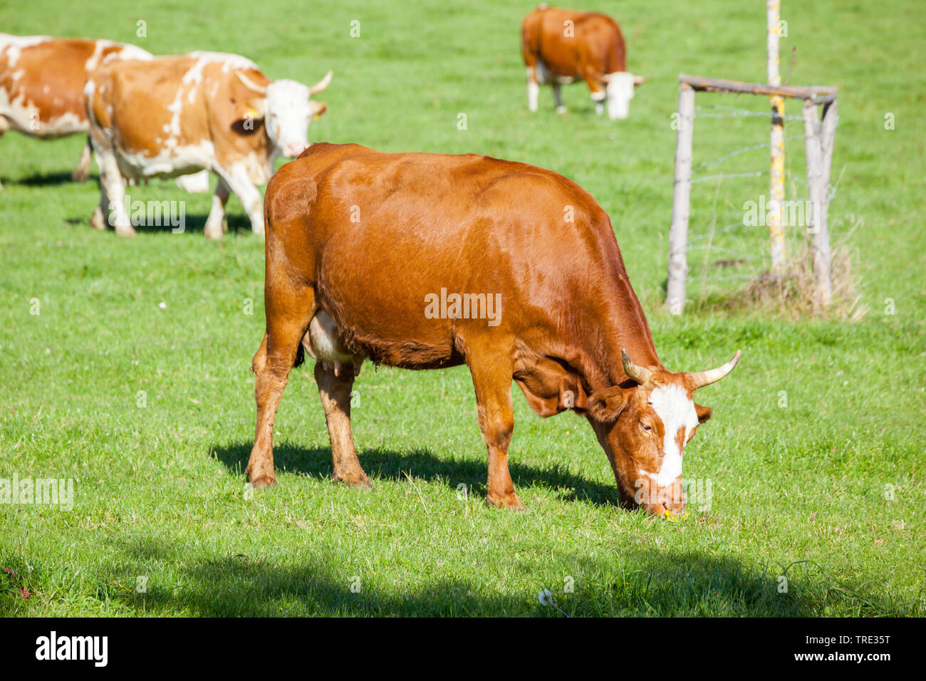 Dairy Cow Side View High Resolution Stock Photography and Images - Alamy
