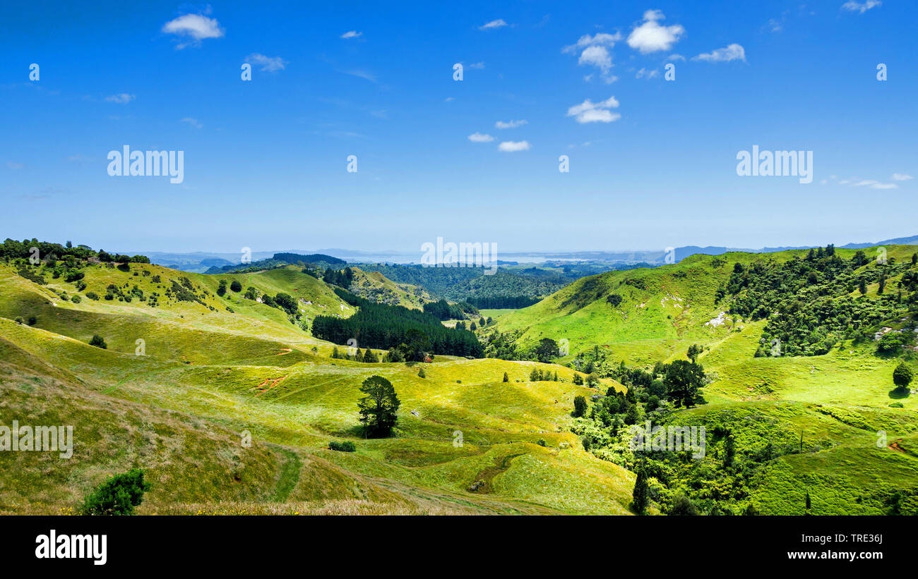 landscape near Matamata, New Zealand, Northern Island Stock Photo - Alamy