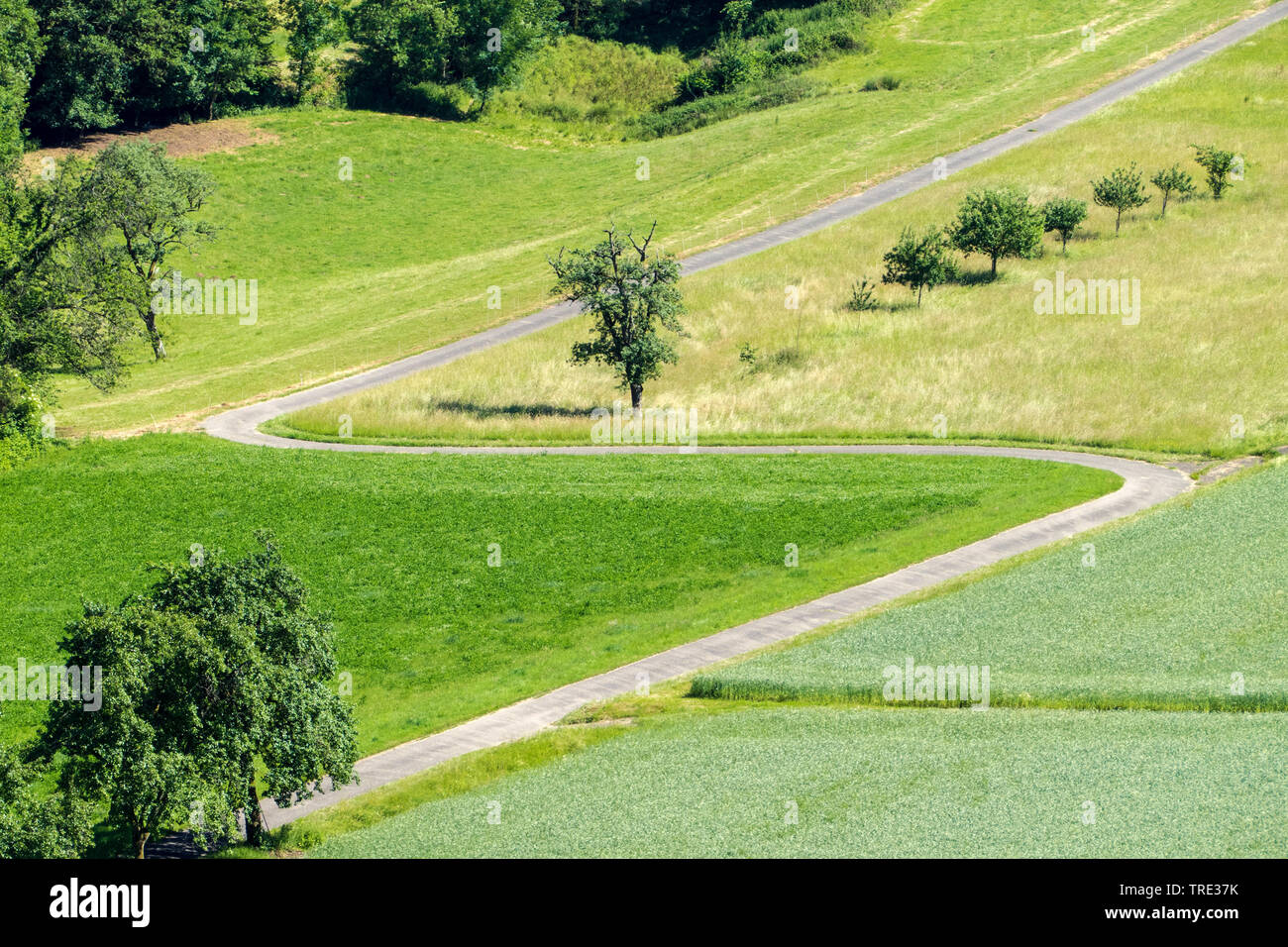 winding path in the green, Germany, Bavaria Stock Photo - Alamy