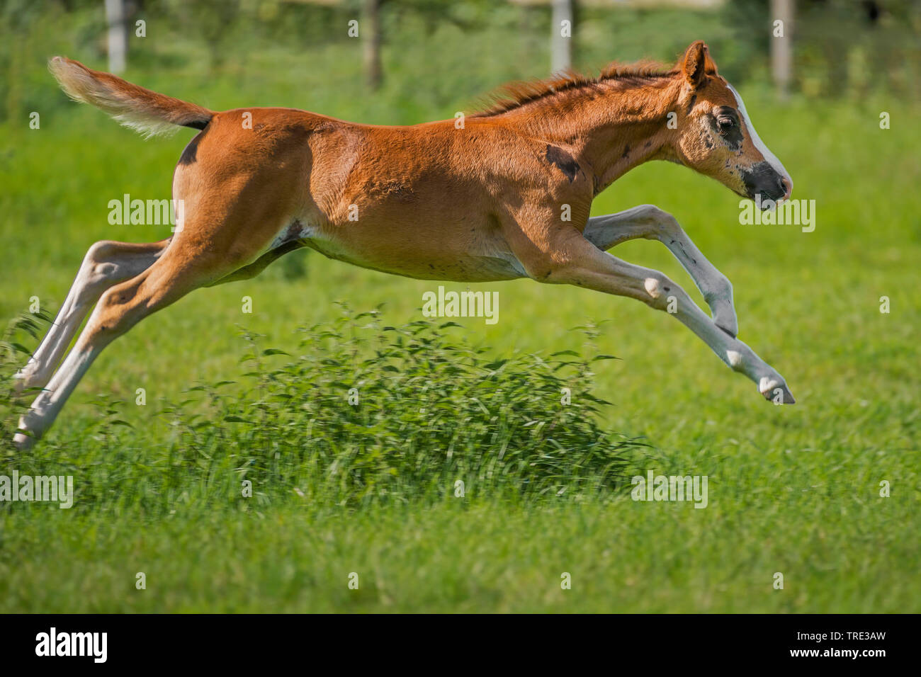 Running happy side hi-res stock photography and images - Alamy