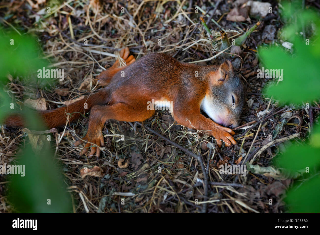 European red squirrel, Eurasian red squirrel (Sciurus vulgaris), young ...