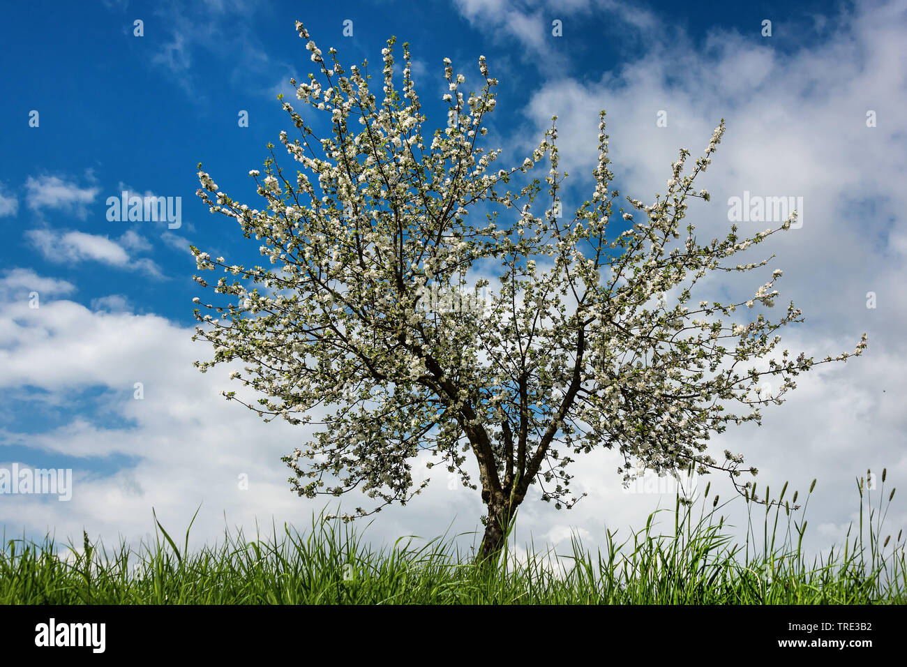 apple tree (Malus domestica), blooming apple tree, Germany, North Rhine ...