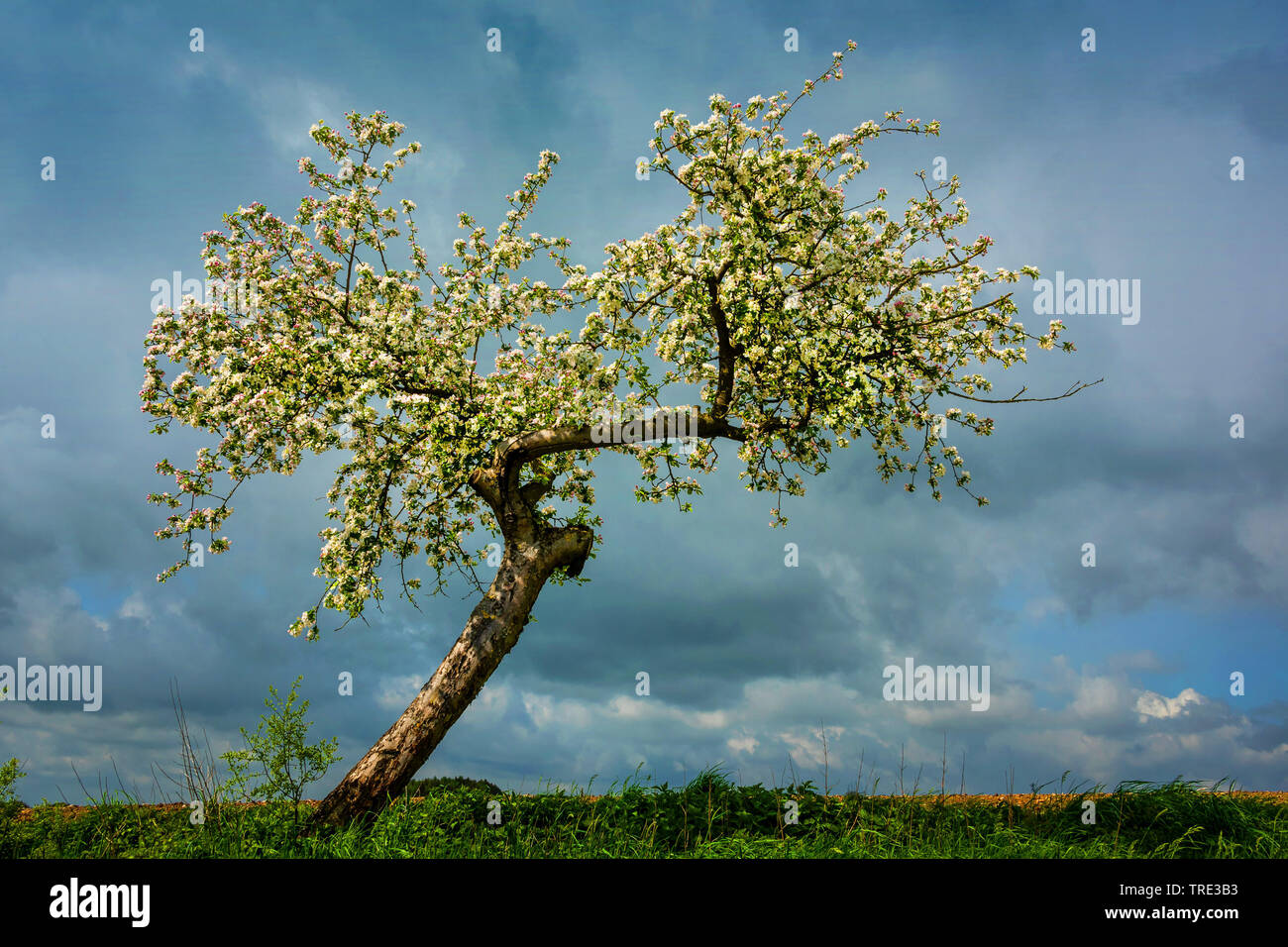apple tree (Malus domestica), blooming apple tree, Germany, North Rhine ...