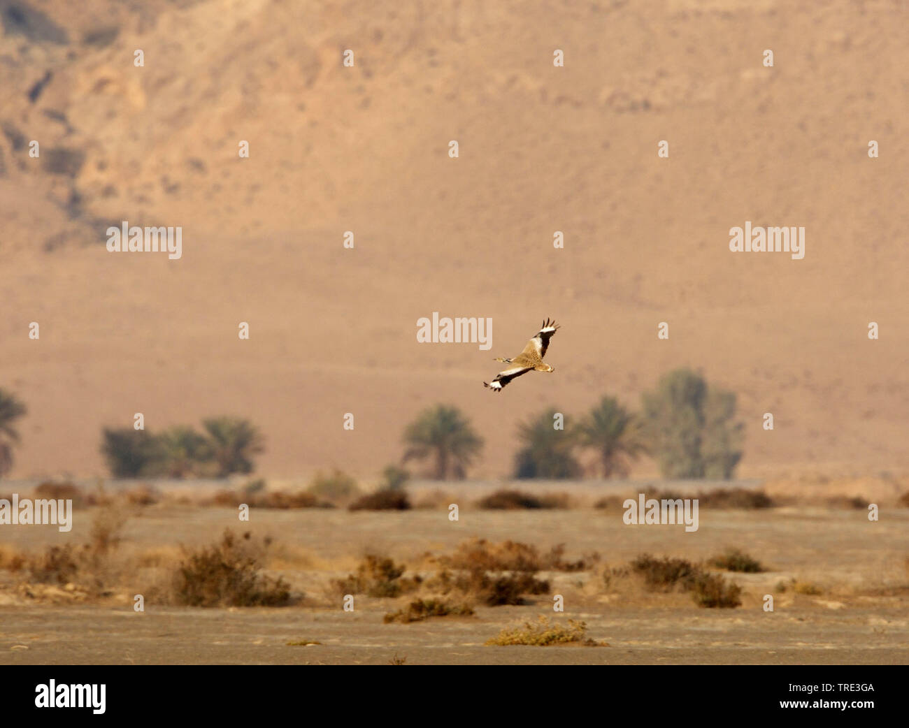 Houbara bustard flying hi-res stock photography and images - Alamy