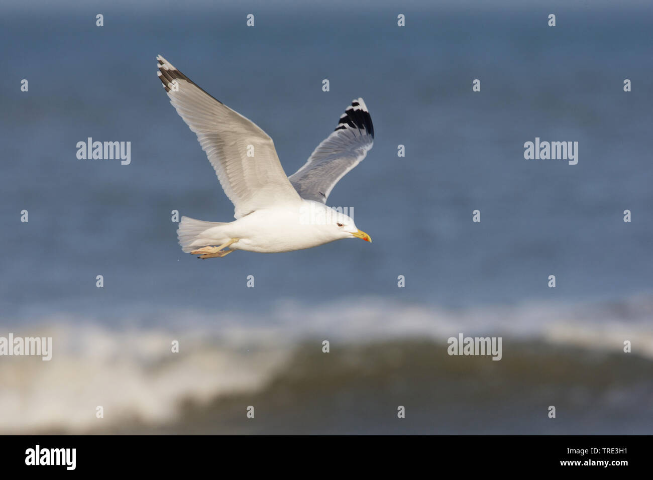 Caspian Gull (Larus cachinnans, Larus cachinnans cachinnans), juvenile ...