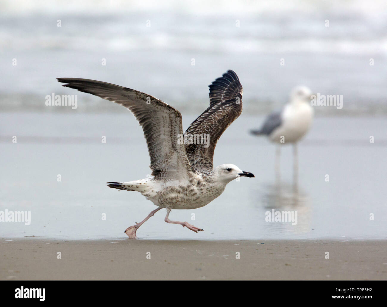Caspian Gull (Larus cachinnans, Larus cachinnans cachinnans), juvenile ...
