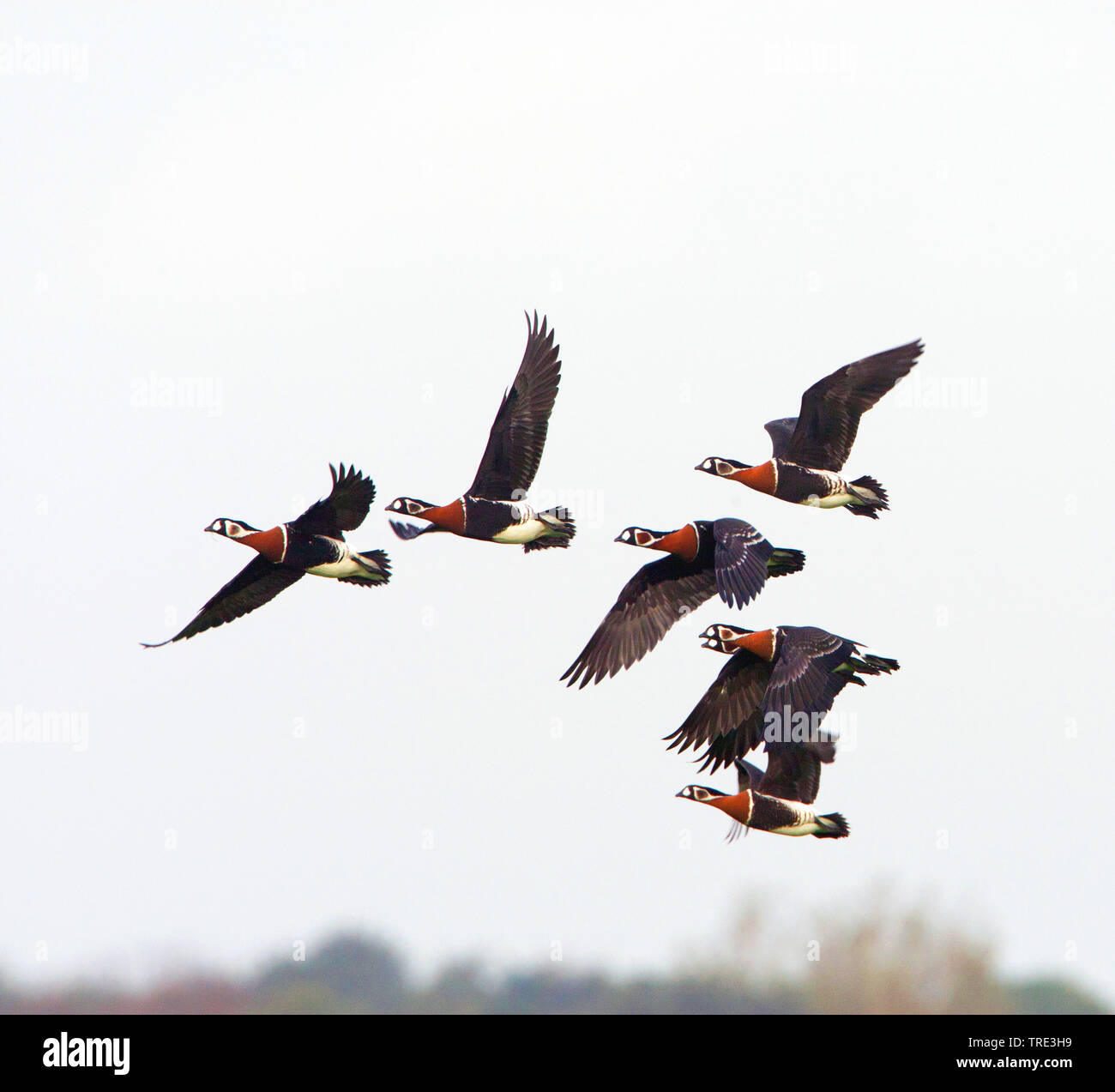 red-breasted goose (Branta ruficollis), flying, Netherlands ...
