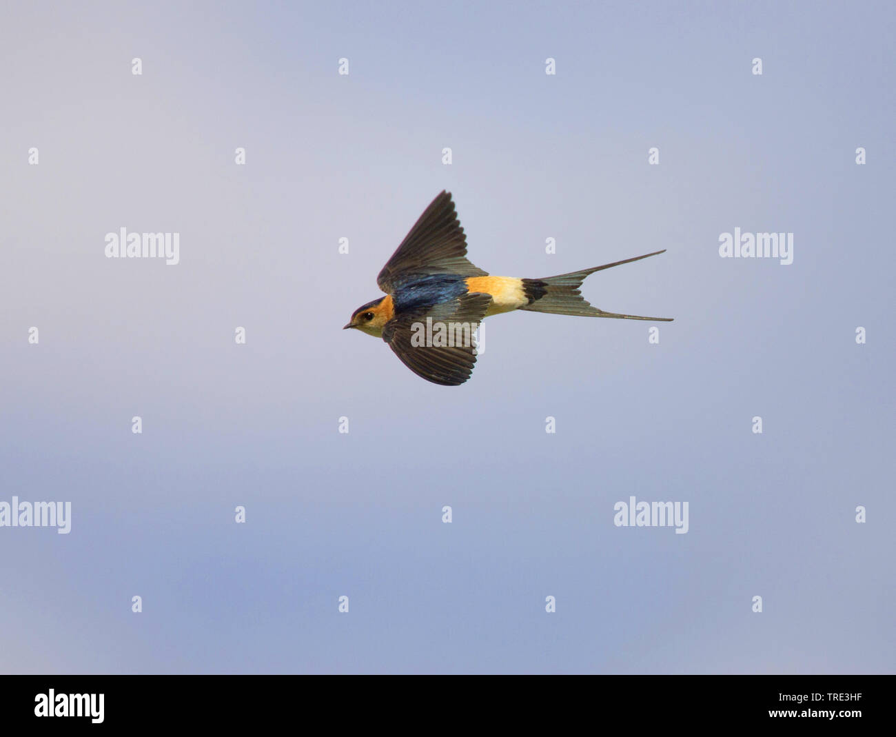 Flying red rumped swallow hi-res stock photography and images - Alamy
