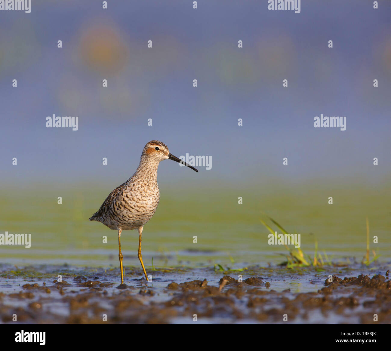 stilt sandpiper (Micropalama himantopus), by the water side ...