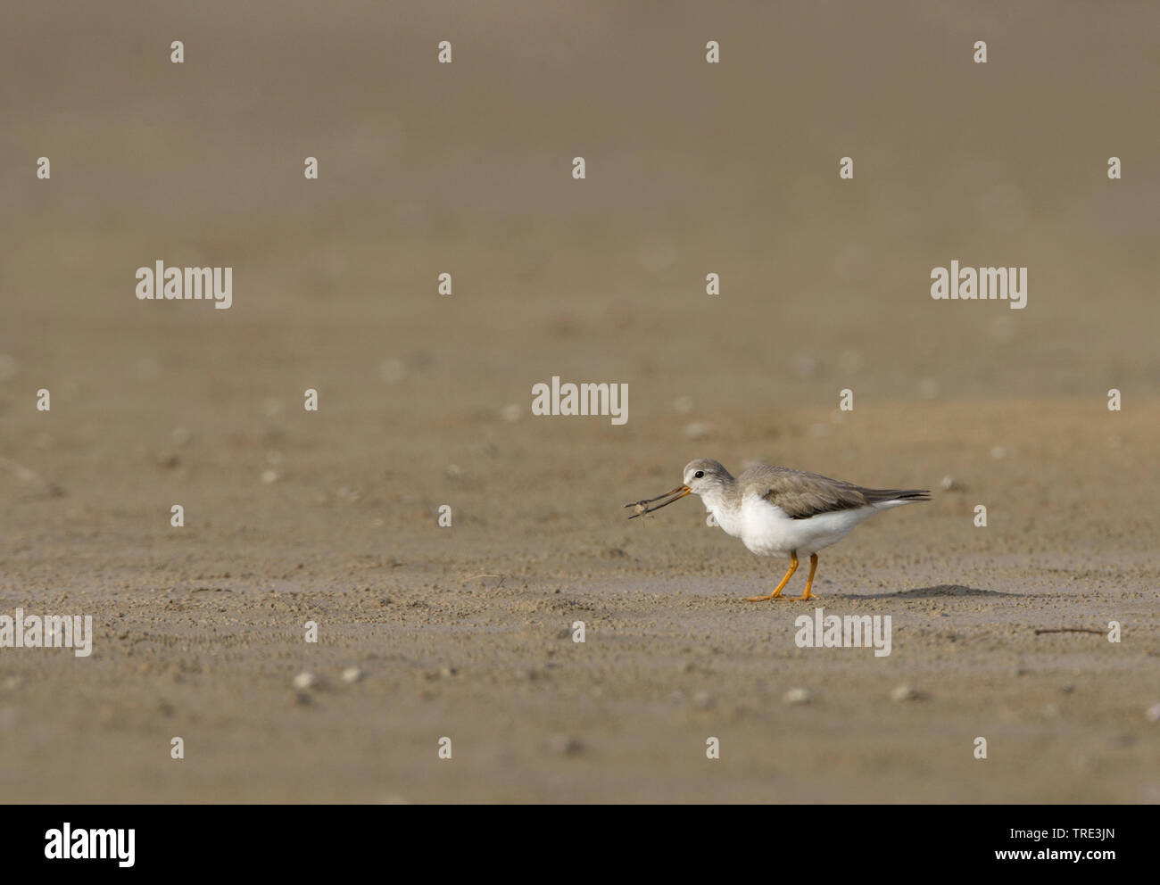 tarek sandpiper (Xenus cinereus), with prey in the beak, Norway ...