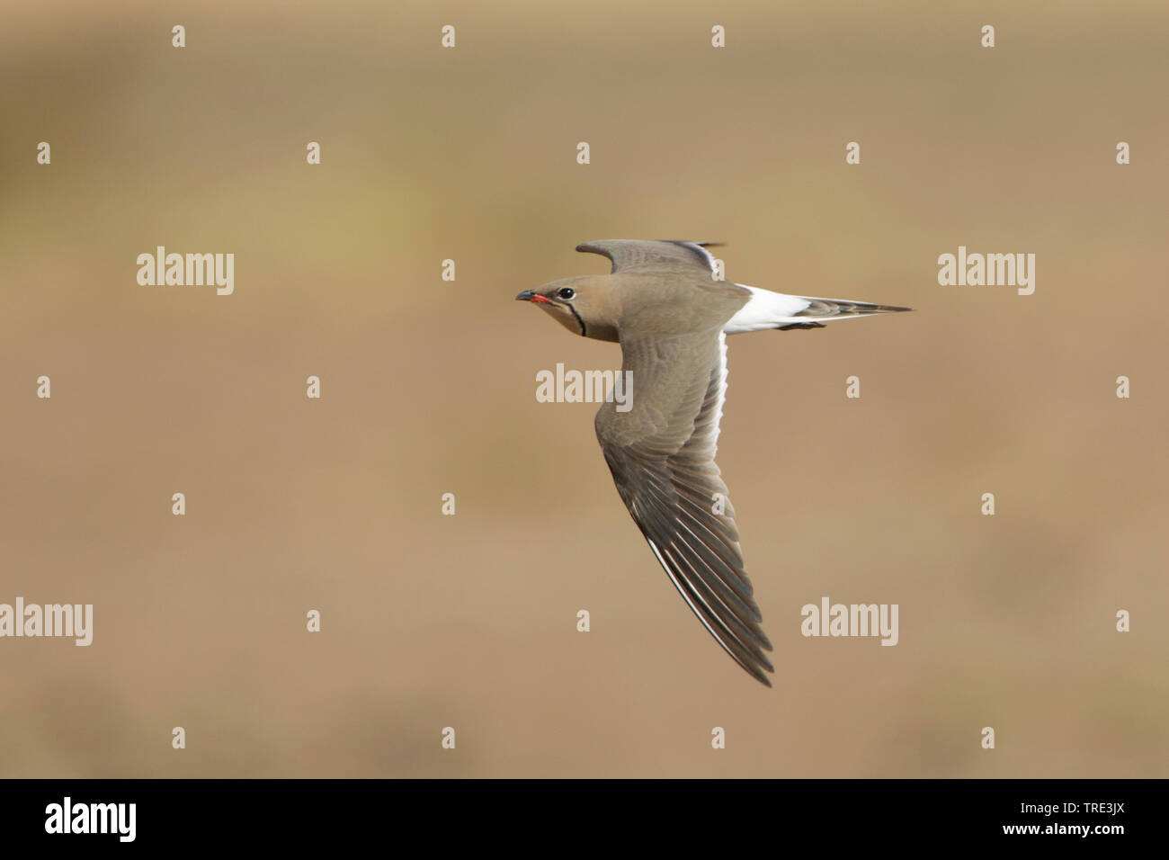 Pratincole flight hi-res stock photography and images - Alamy