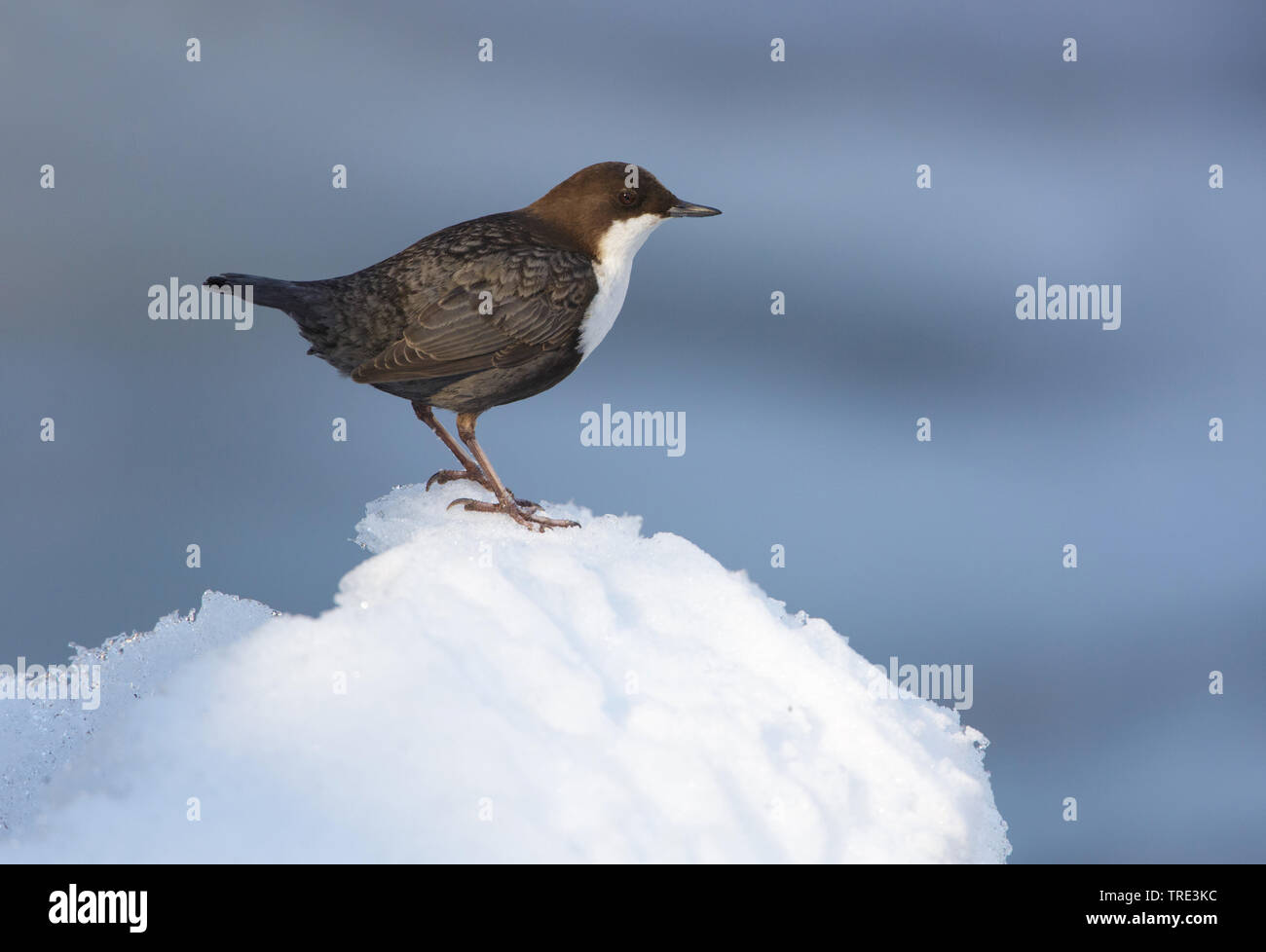 Birds of kuusamo hi-res stock photography and images - Alamy