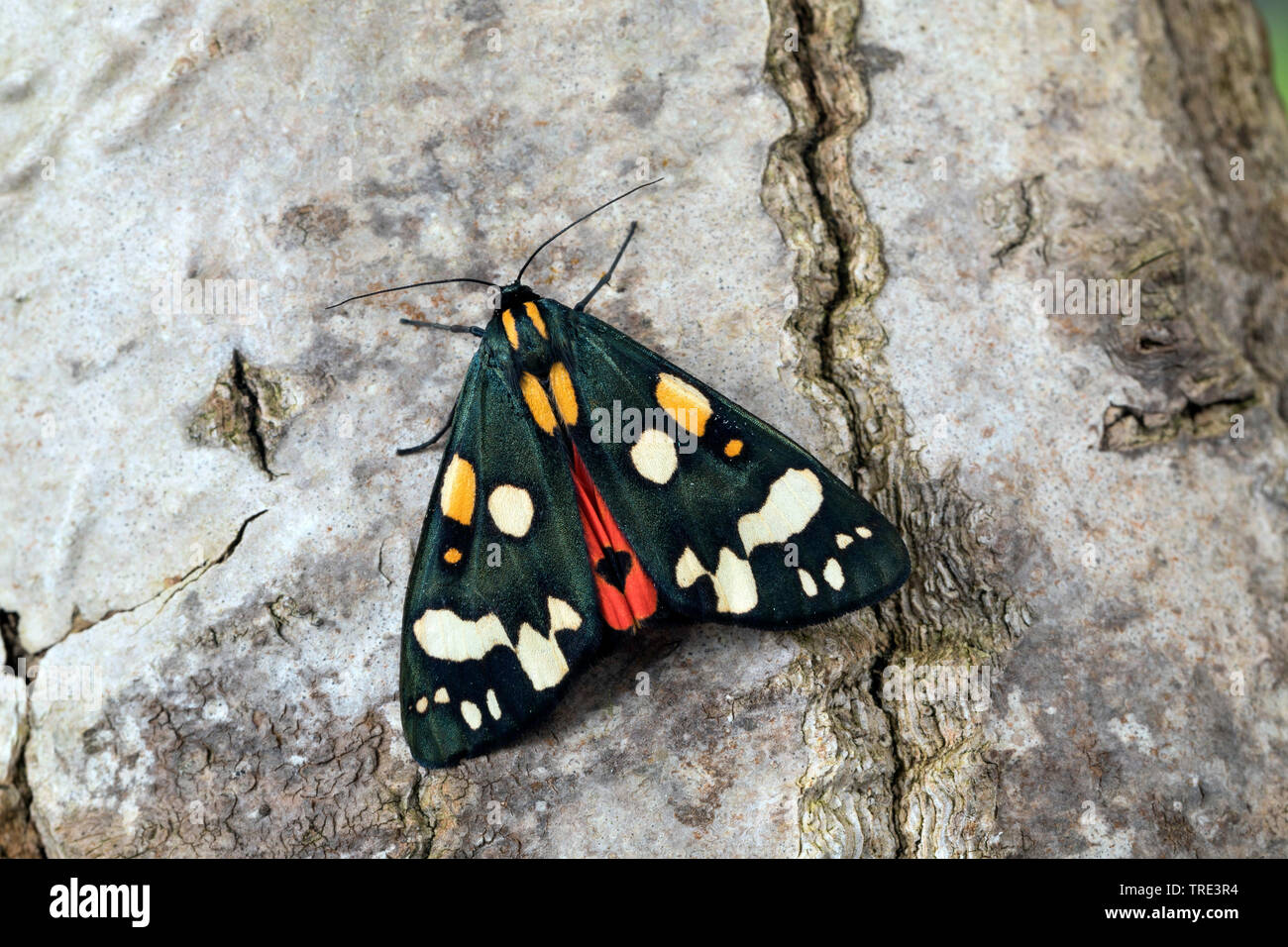 Scarlet tiger moths hi-res stock photography and images - Alamy