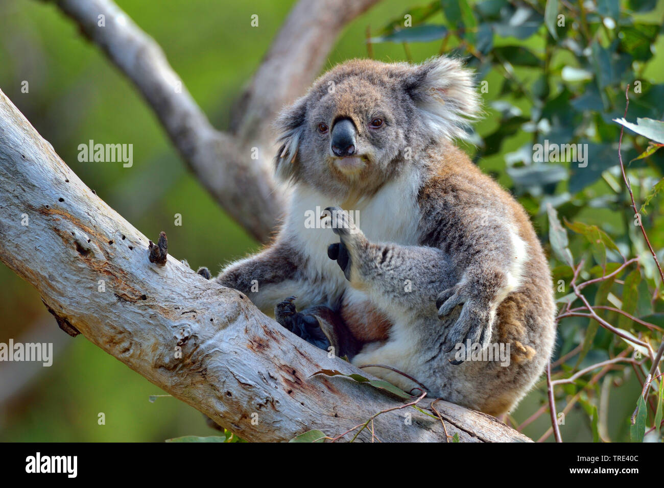 Scratches on the trees bears hi-res stock photography and images - Alamy
