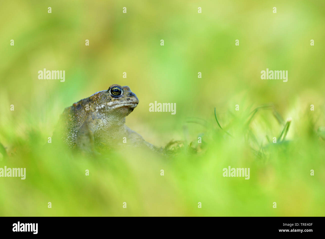 Netterjack hi-res stock photography and images - Alamy