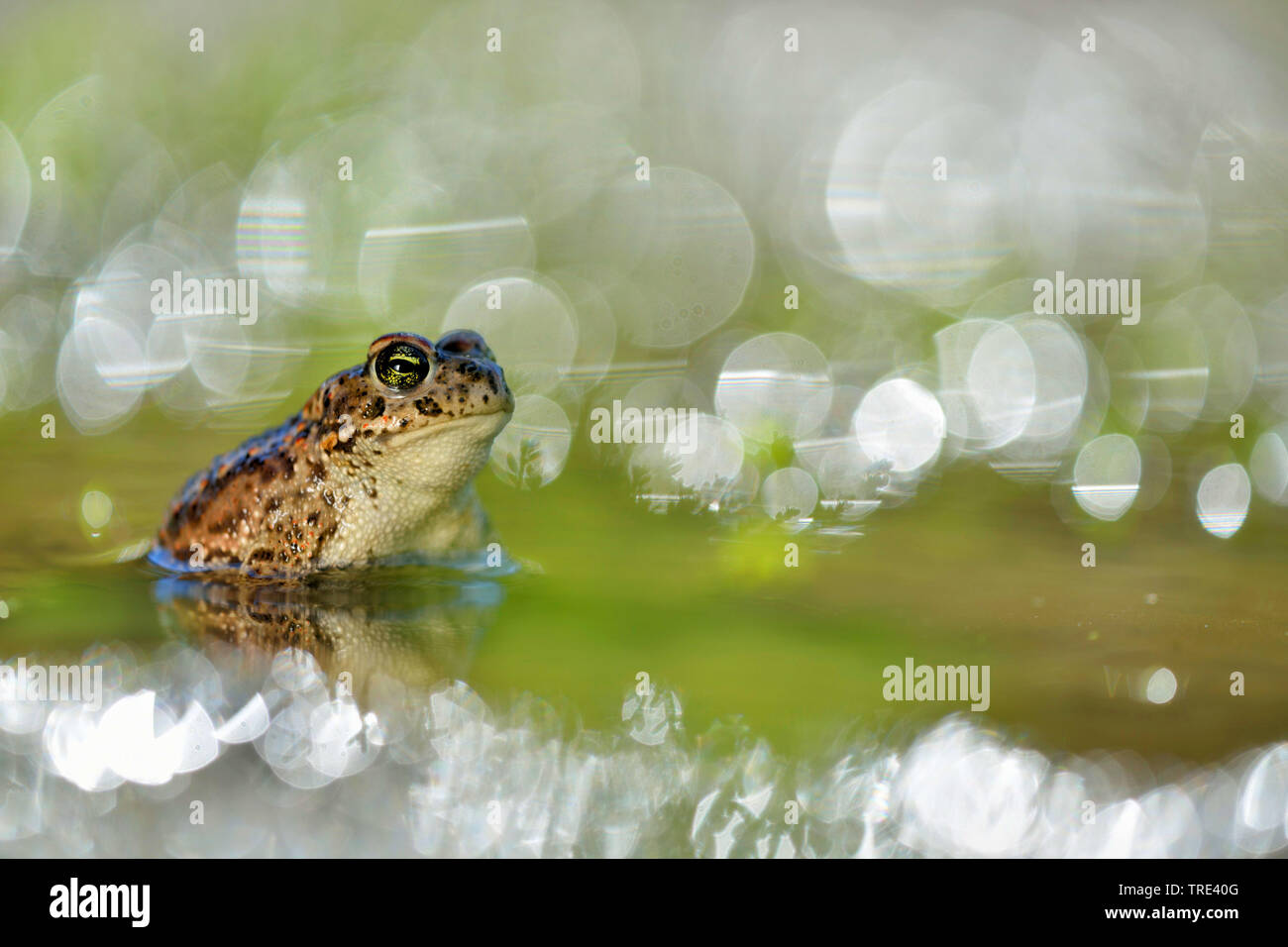 natterjack toad, natterjack, British toad (Bufo calamita), sits in ...