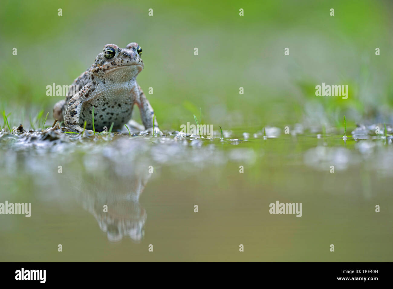 natterjack toad, natterjack, British toad (Bufo calamita), sits in ...