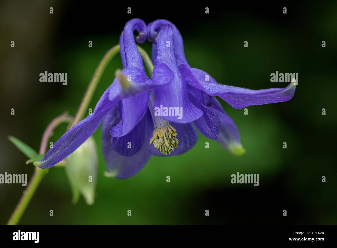 European columbine (Aquilegia pyrenaica), flower, Spain Stock Photo - Alamy