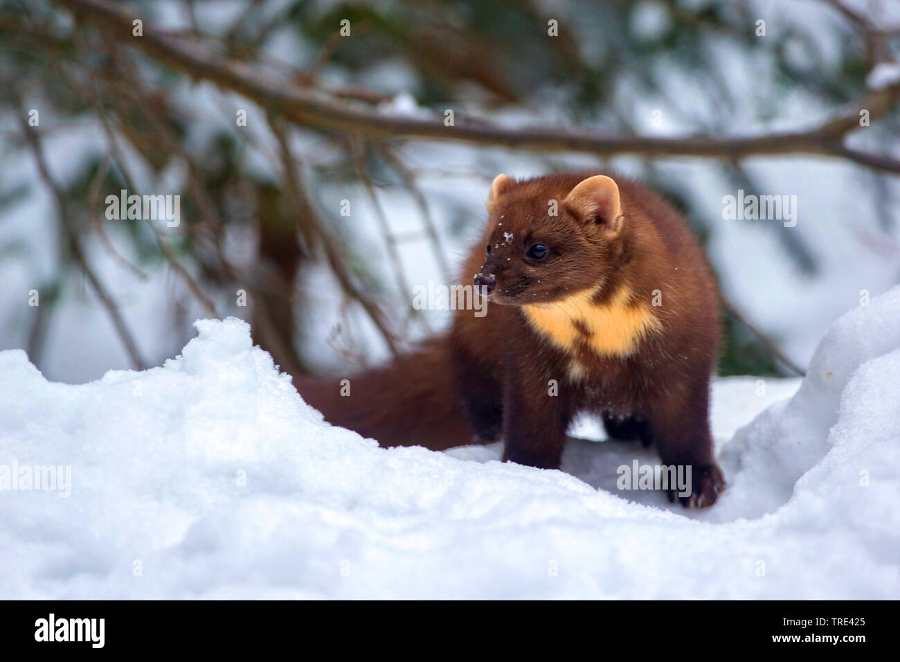 European pine marten in snow hi-res stock photography and images - Alamy
