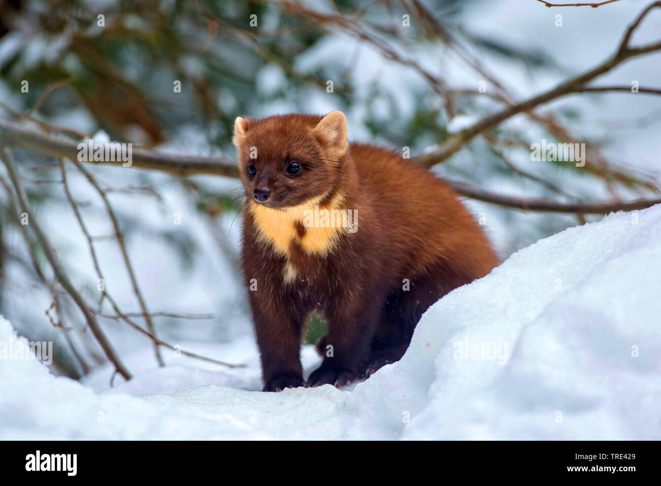 Pine marten in winter in hi-res stock photography and images - Alamy
