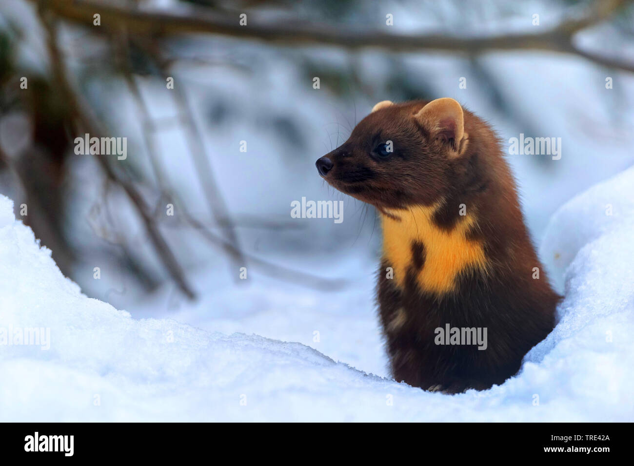 European pine marten in snow hi-res stock photography and images - Alamy