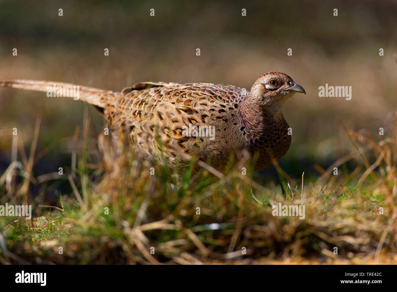 Common pheasant, Caucasus Pheasant, Caucasian Pheasant (Phasianus ...