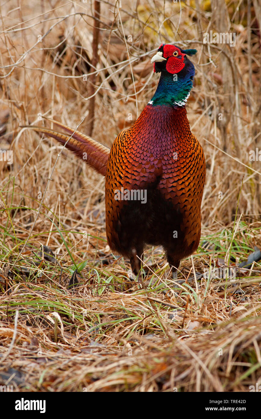 Common pheasant, Caucasus Pheasant, Caucasian Pheasant (Phasianus ...