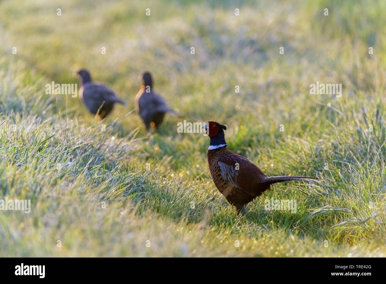 Common pheasant, Caucasus Pheasant, Caucasian Pheasant (Phasianus ...