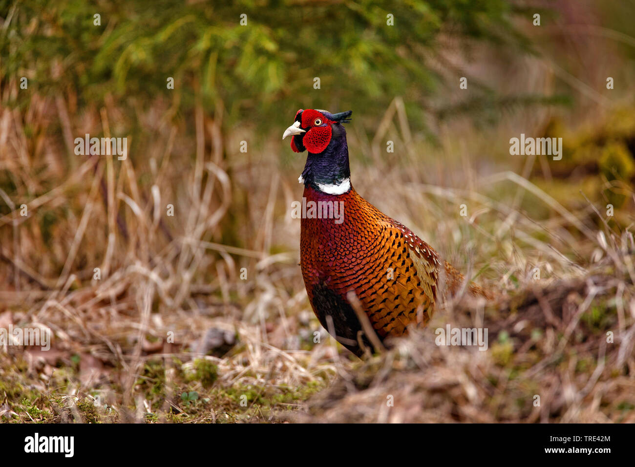 Common pheasant, Caucasus Pheasant, Caucasian Pheasant (Phasianus ...