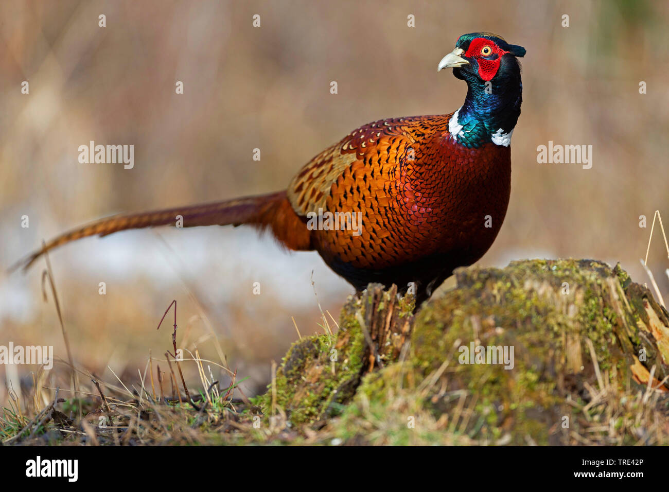 Common pheasant, Caucasus Pheasant, Caucasian Pheasant (Phasianus ...
