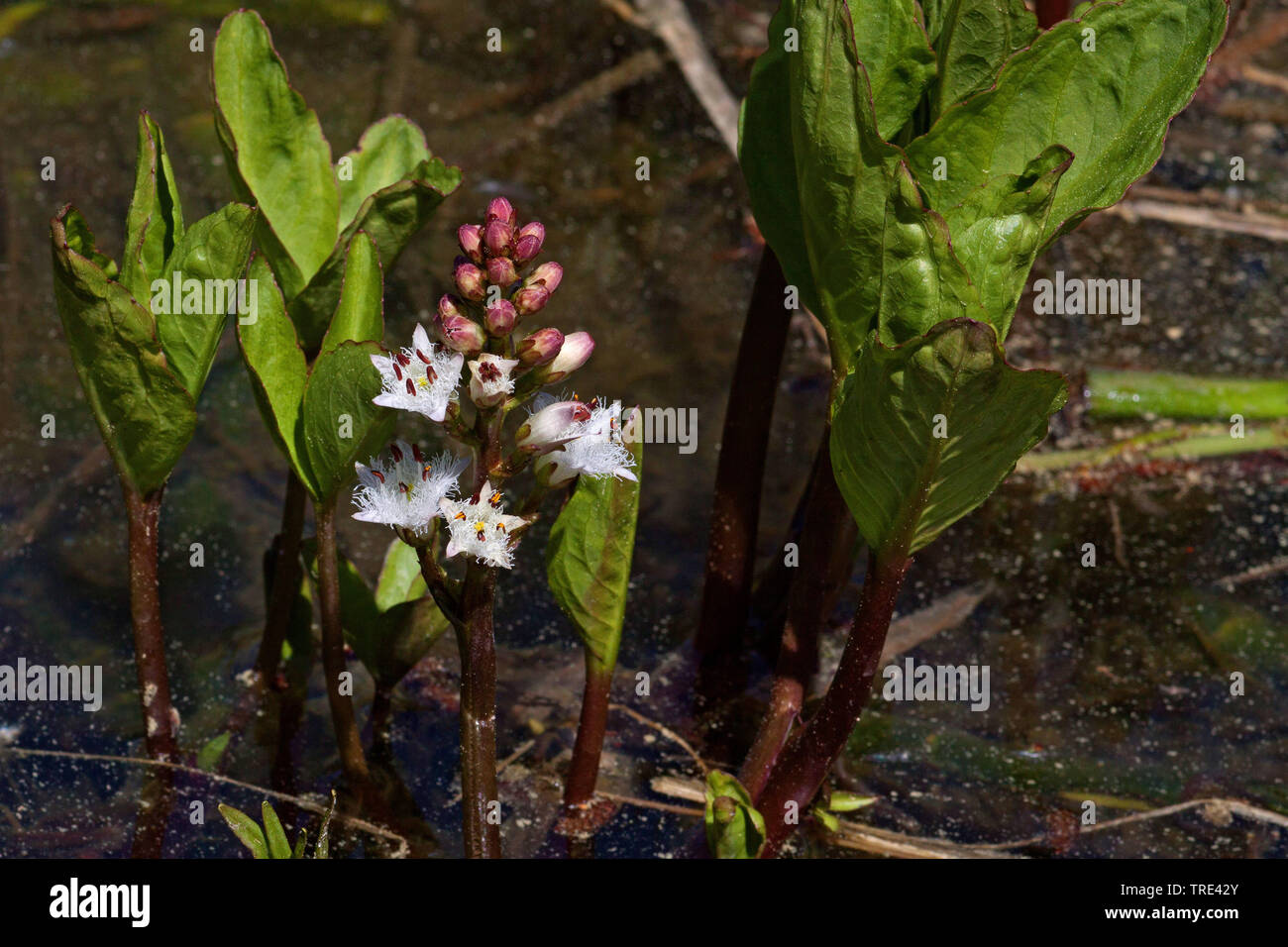 Buckbean plant hi-res stock photography and images - Alamy