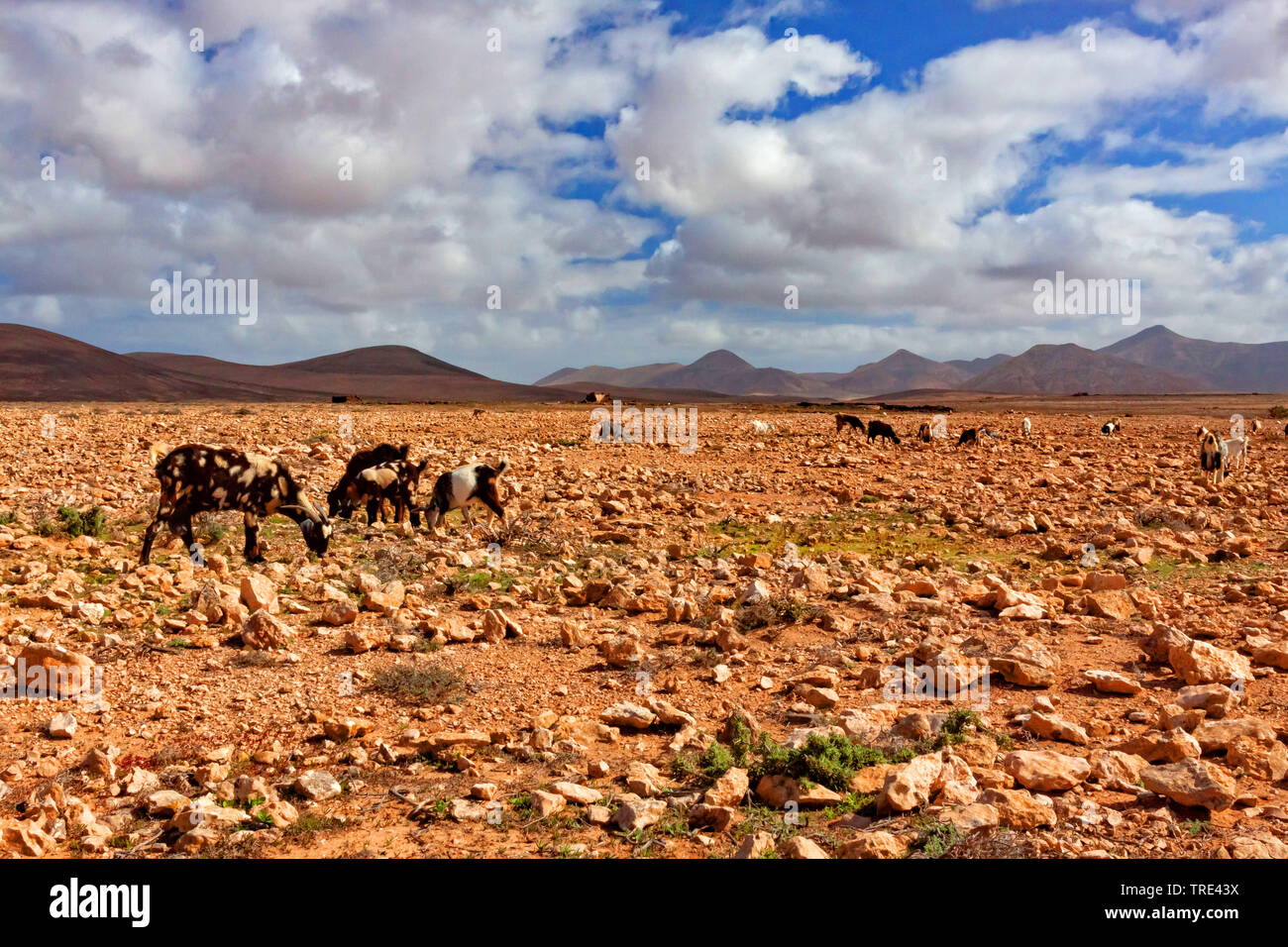 domestic goat (Capra hircus, Capra aegagrus f. hircus), searching for ...